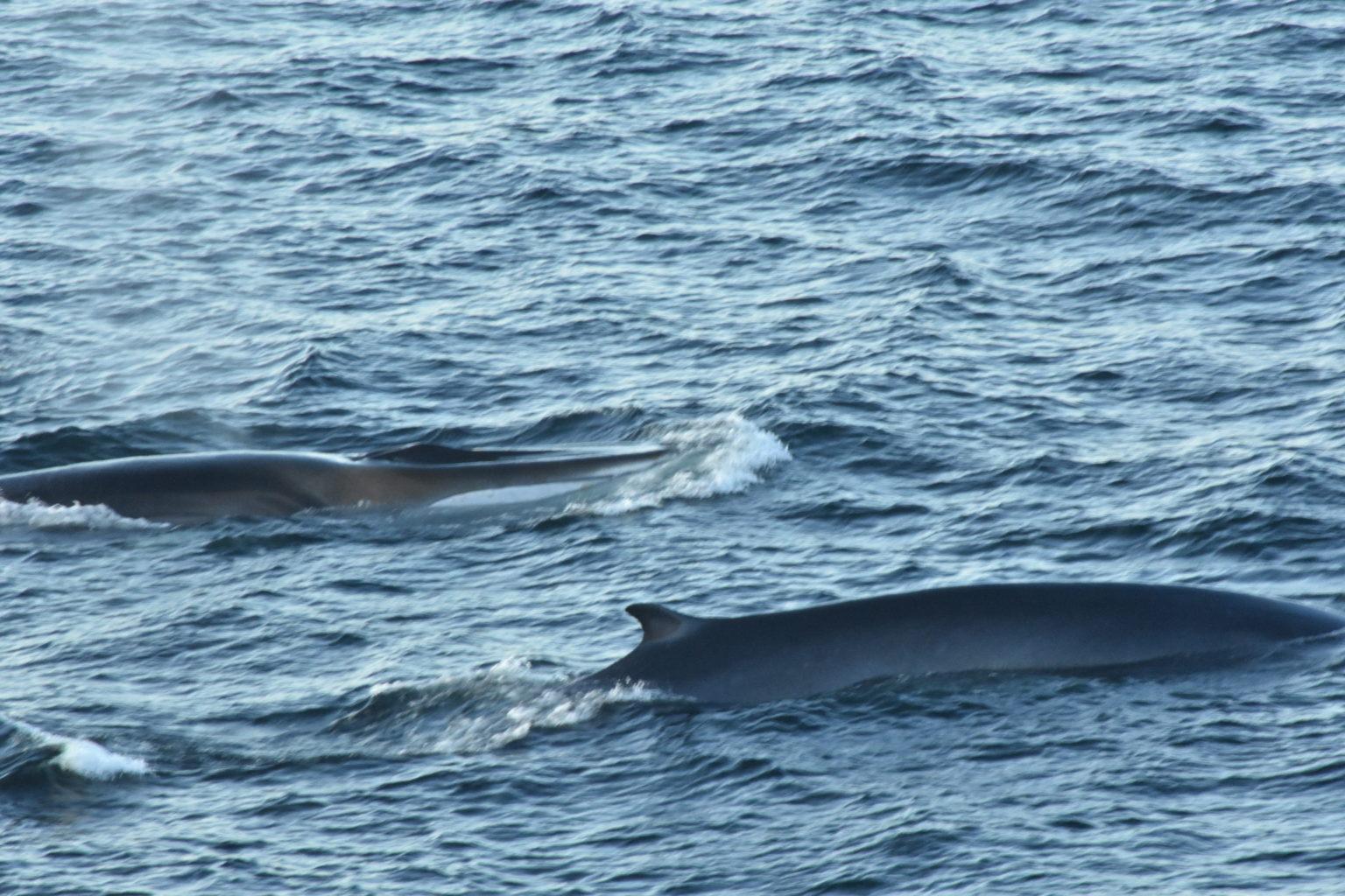 Canadian government and marine industry praised for efforts to protect ...